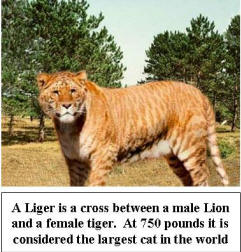 Ligers And Tigons Difference